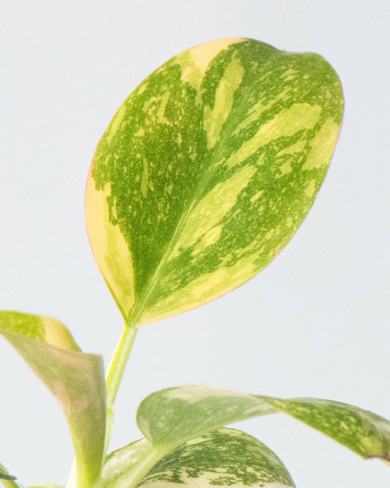 Philodendron 'Green Congo' Variegata – Lush & Rare