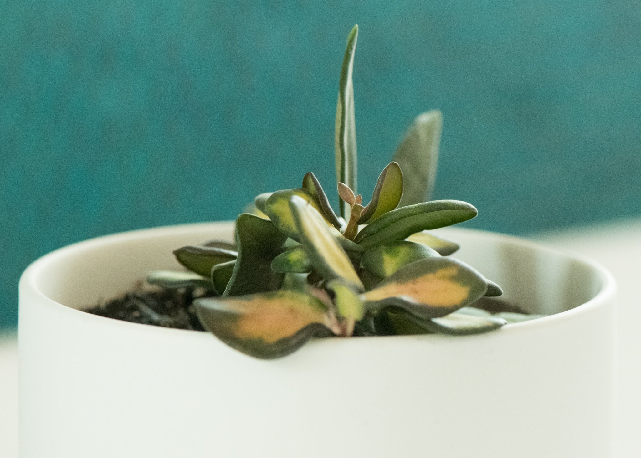 Hoya DS -70 – Lush & Rare